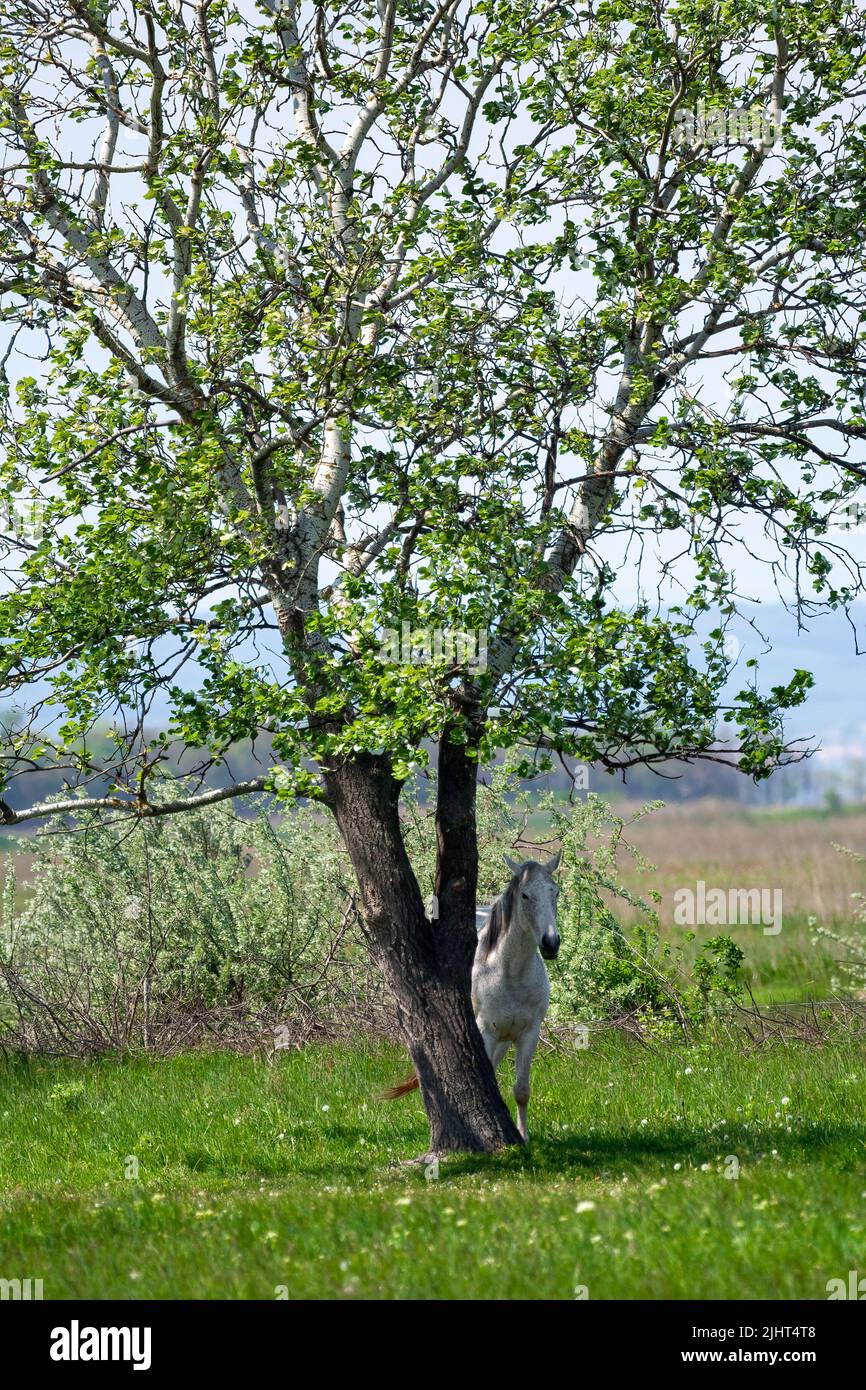 White horse and tree in summer Stock Photo - Alamy