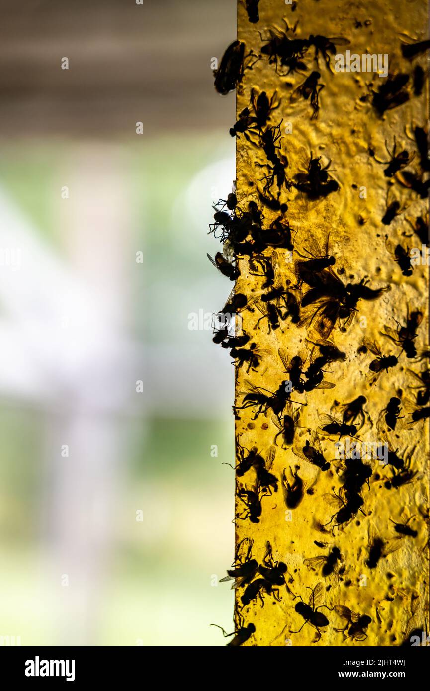 Strip of yellow sticky fly paper covered with insects Stock Photo - Alamy