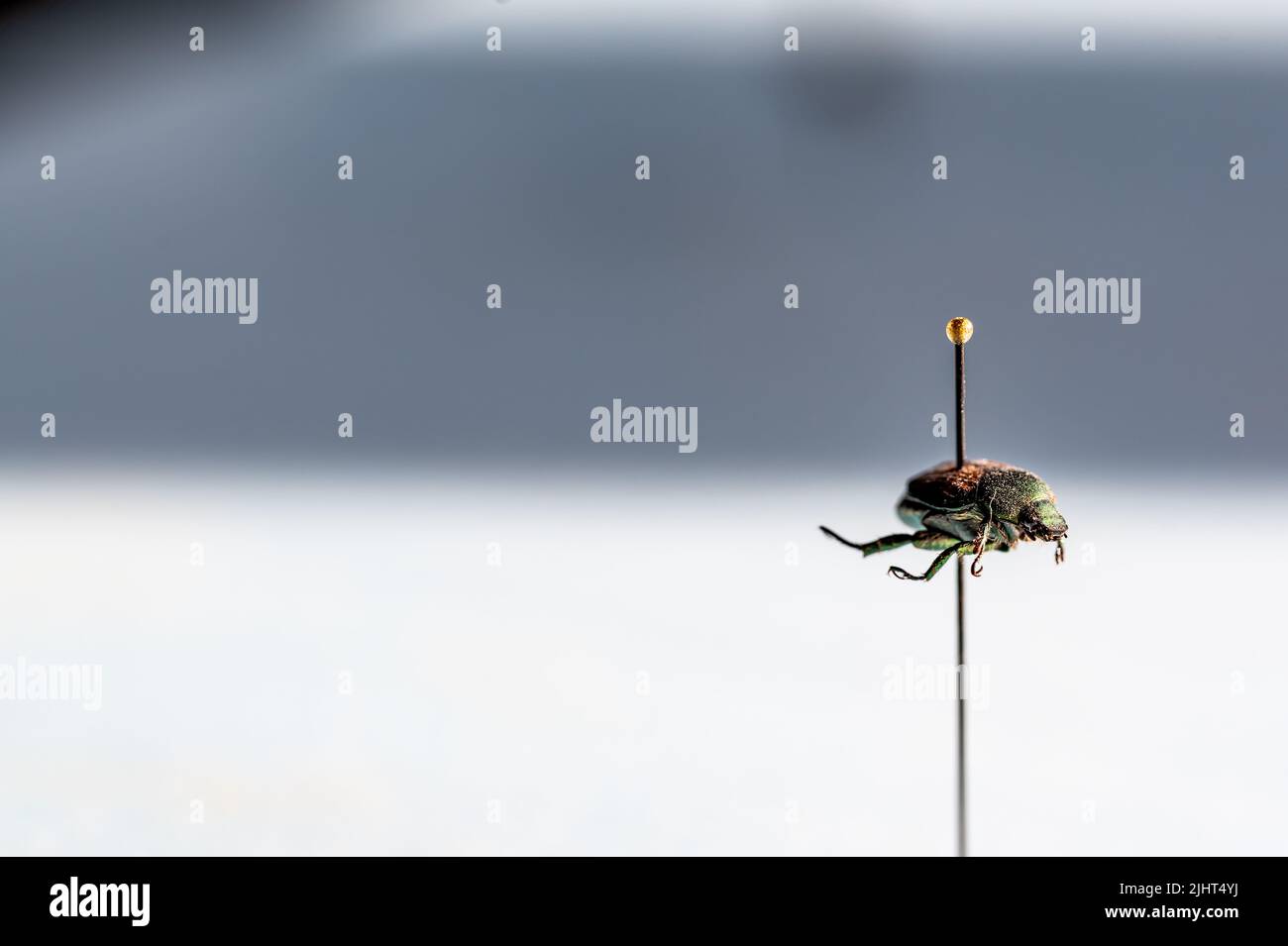 Pinned Japanese beetle specimen in an insect collection Stock Photo - Alamy