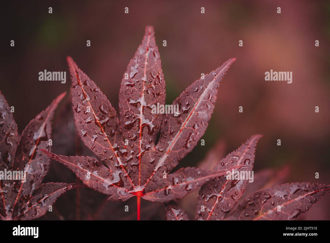 Wet leaves of a red japanese maple hi-res stock photography and images ...