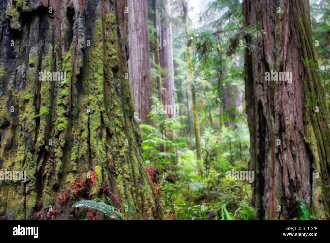 A forest with redwood trees covered in moss in California during the ...