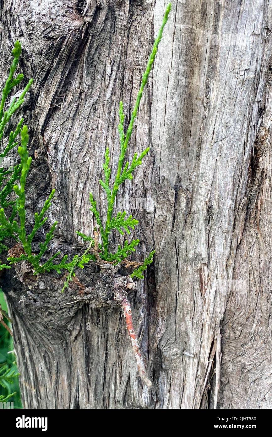 Closeup of tender new branch and fresh green leaves growing from the ...