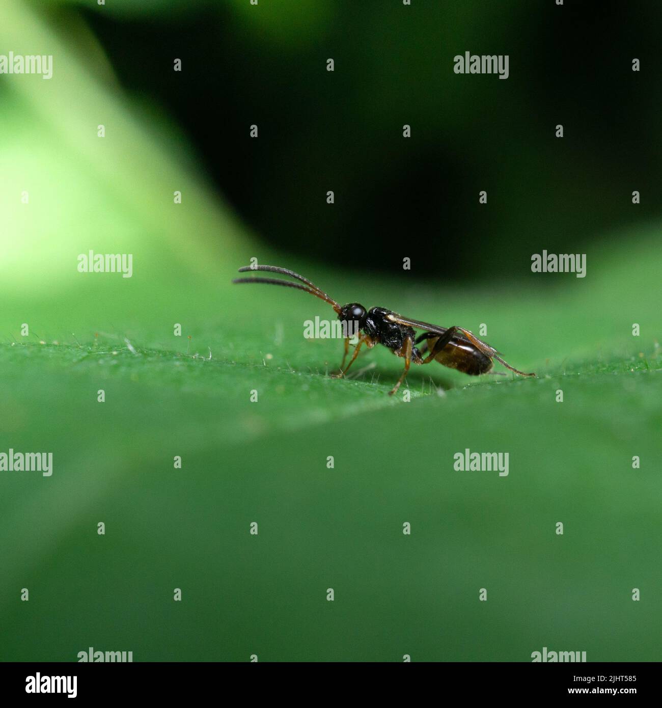 Ant species hi-res stock photography and images - Alamy
