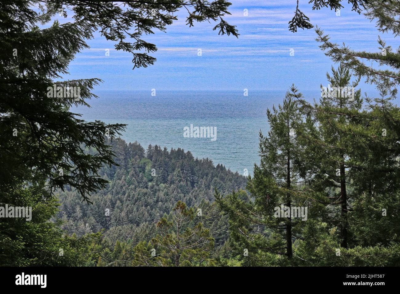 An aerial view of redwood trees in California under a blue cloudy sky ...