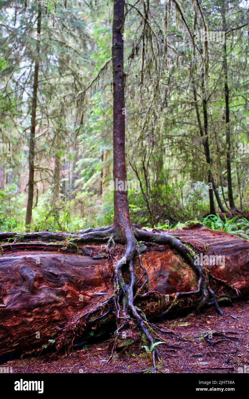 A vertical shot of the roots of a redwood tree over a tree trunk in a ...