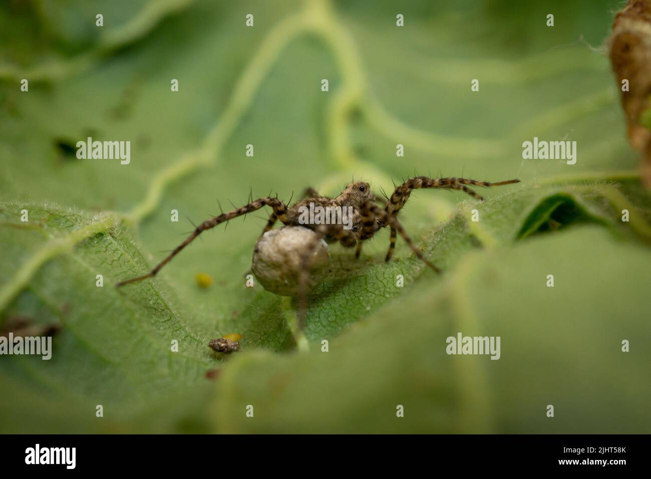 Exotic spider species hi-res stock photography and images - Alamy