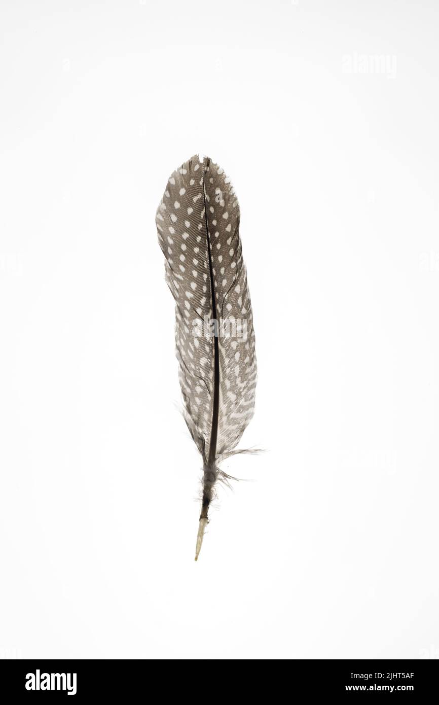 A vertical shot of Pheasant feather isolated in white background Stock ...