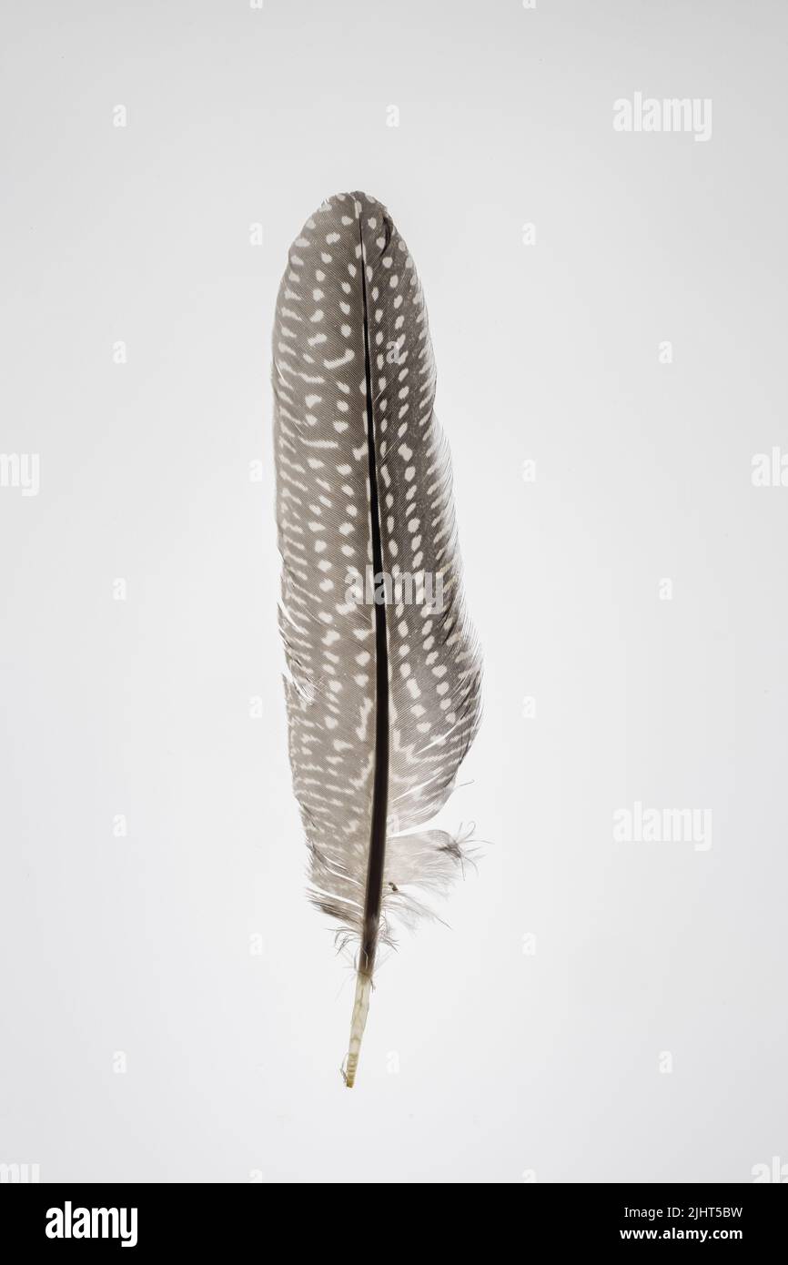 A vertical shot of Pheasant feather isolated in white background Stock ...