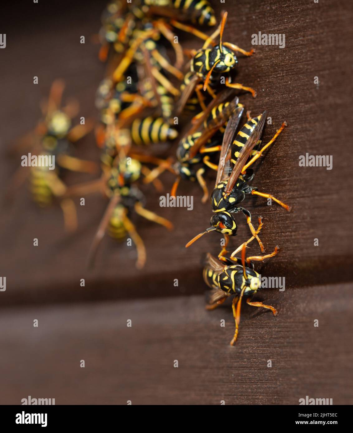 A vertical shot of group of Hornets on brown wooden suface Stock Photo ...
