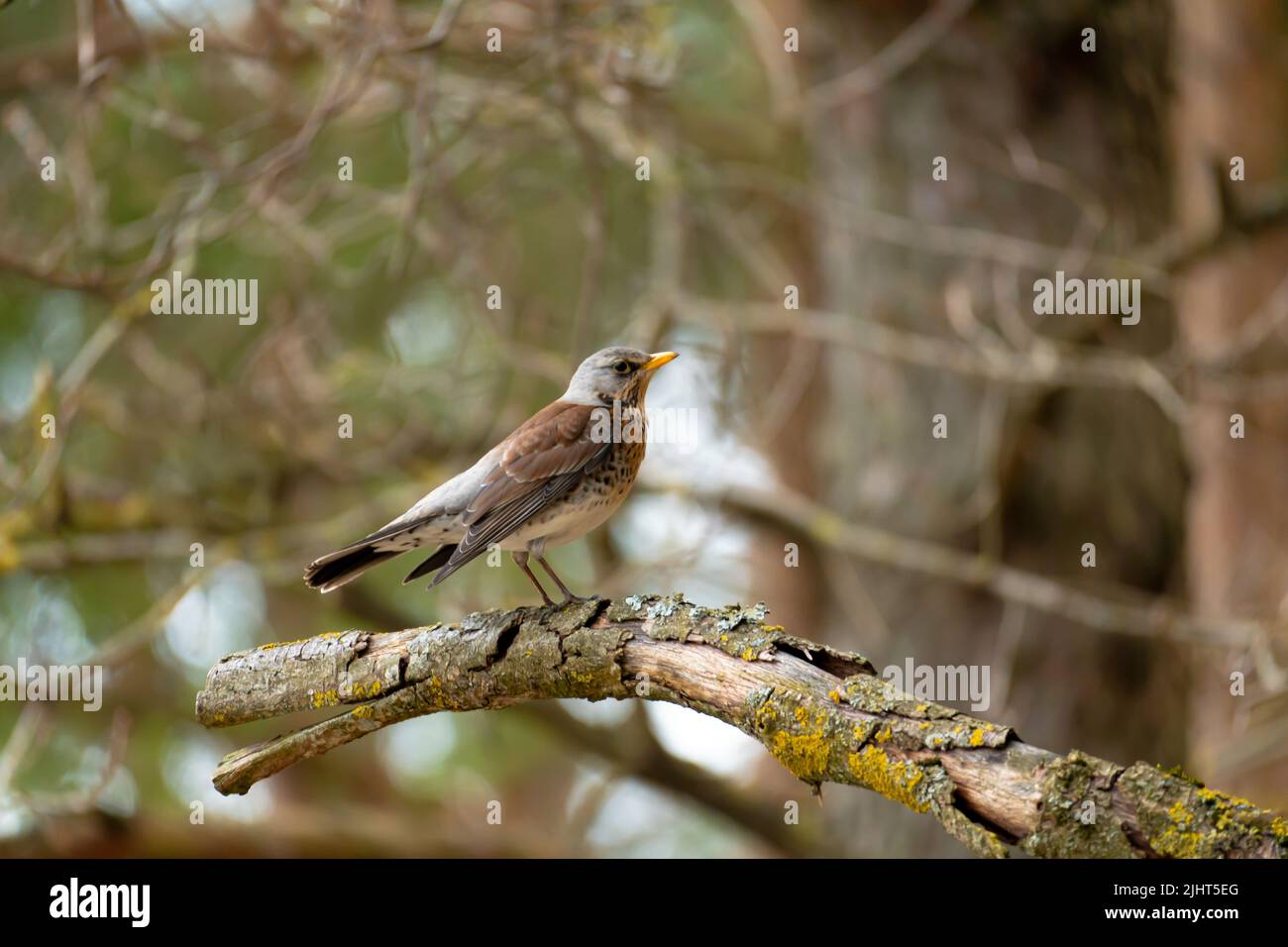 True thrush hi-res stock photography and images - Alamy