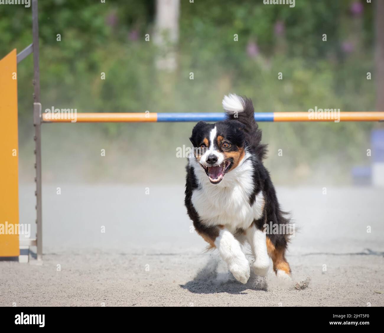 An Australian shepherd jumping over an agility hurdle on a dog agility ...