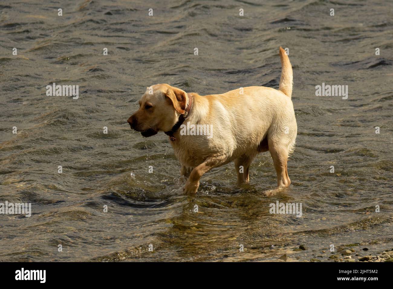 A wet golden Labrador retriever dog in sea shore Stock Photo - Alamy
