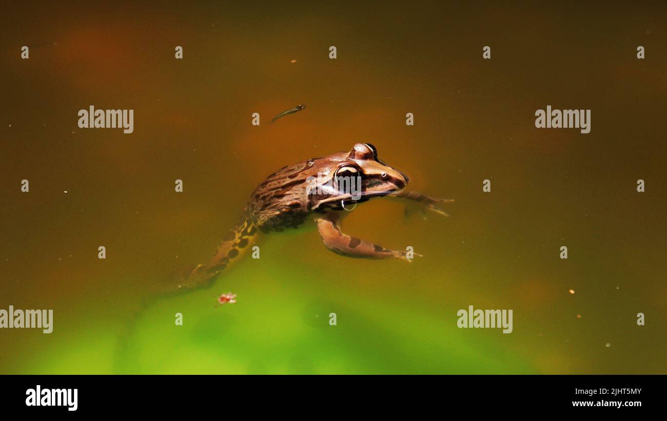 A closeup of frog swimming in water Stock Photo - Alamy