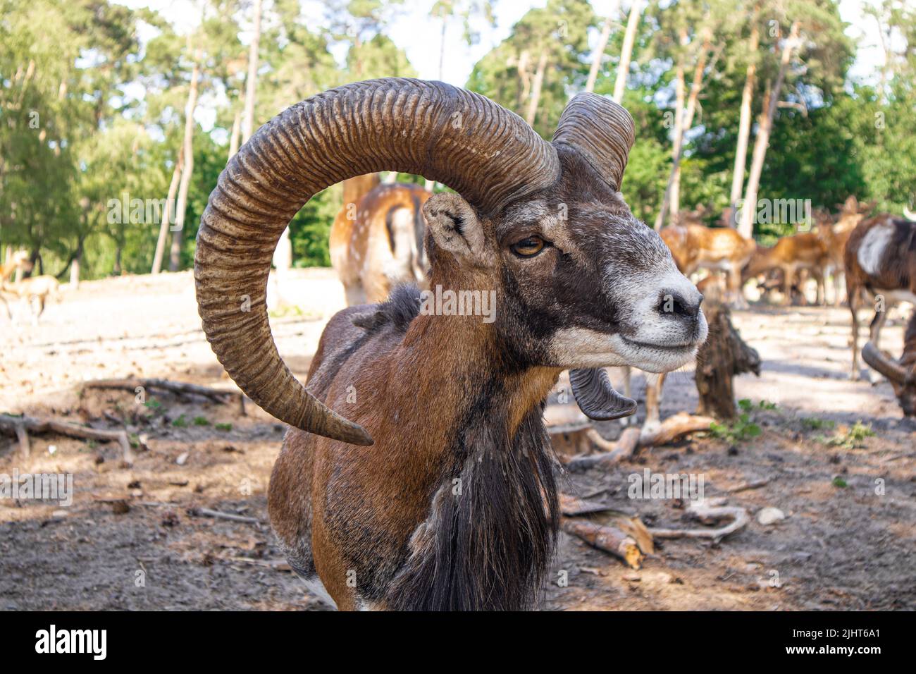 Horned ruminants hi-res stock photography and images - Alamy