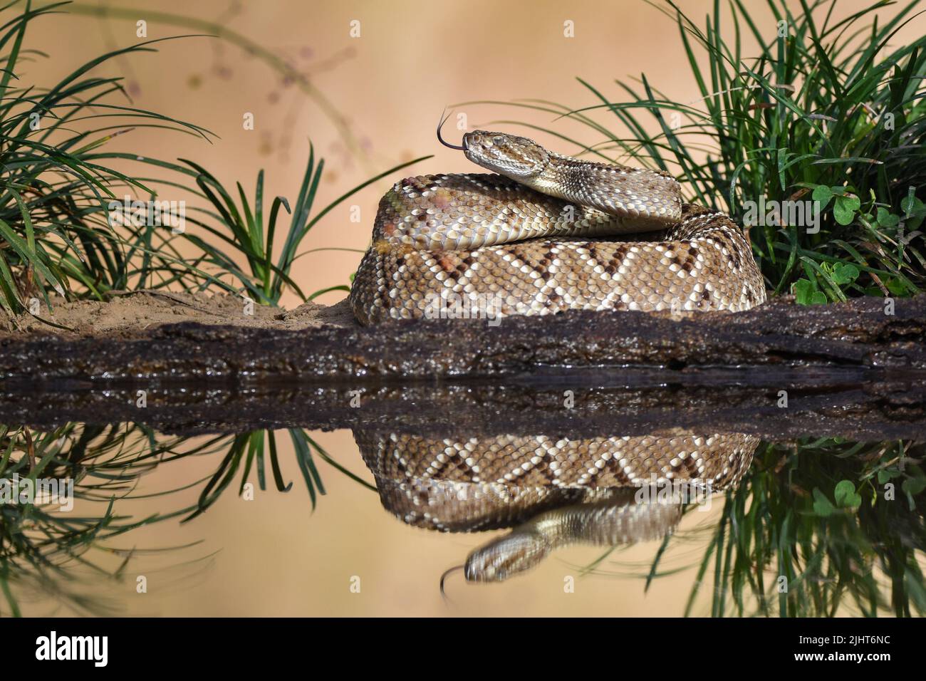 Cascabel snake hi-res stock photography and images - Alamy