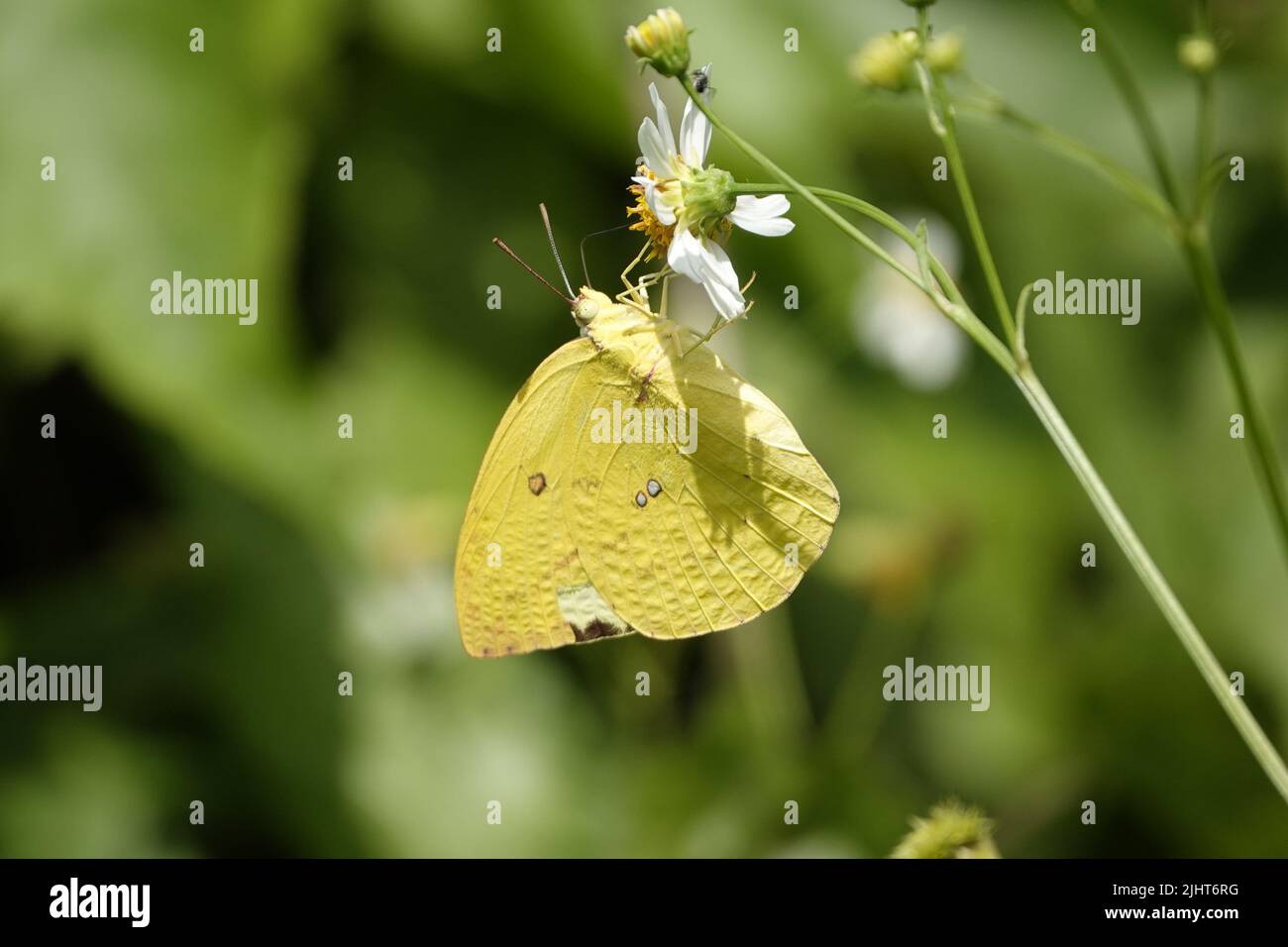 Common emigrant hi-res stock photography and images - Alamy