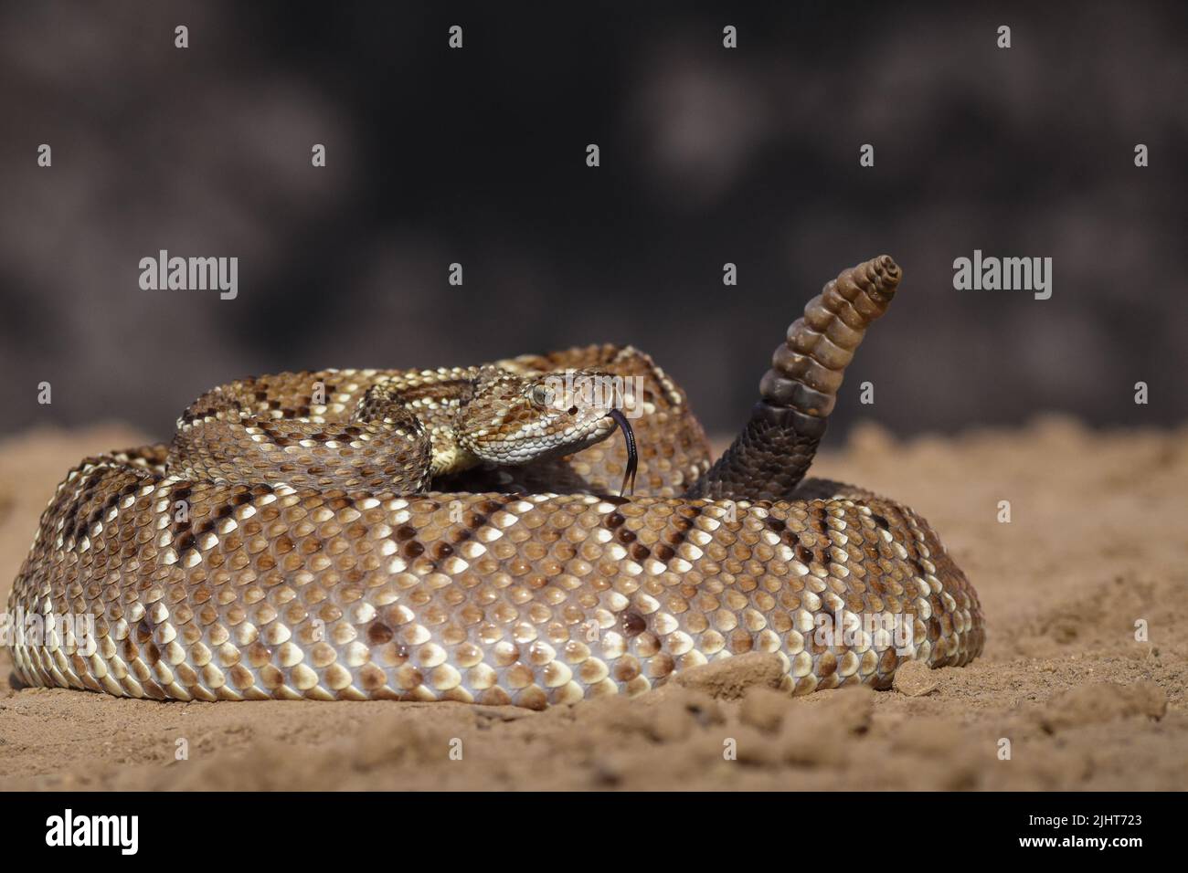 Cascabel snake hi-res stock photography and images - Alamy