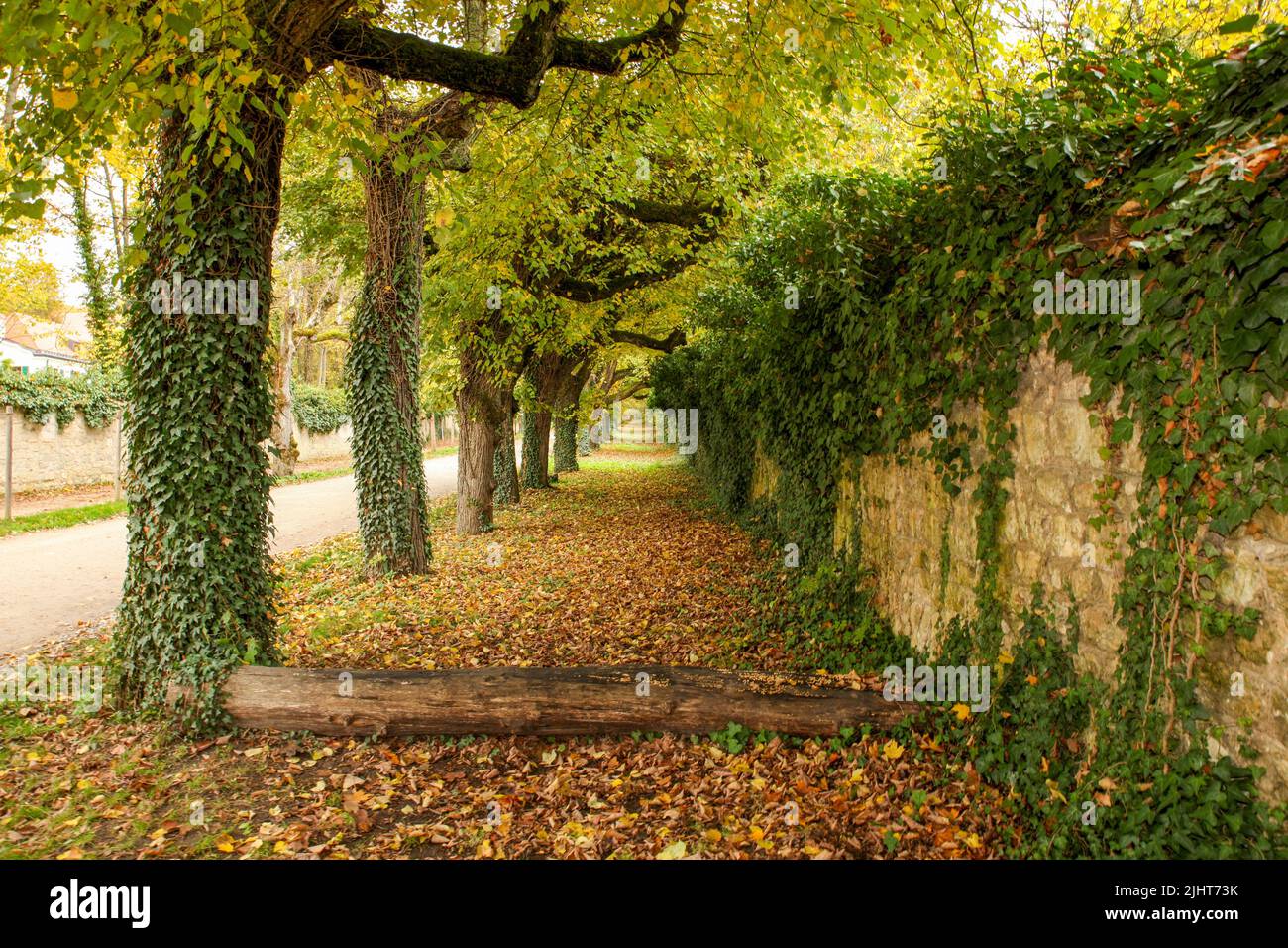 A beautiful footpath surrounded by fallen leaves and trees Stock Photo ...