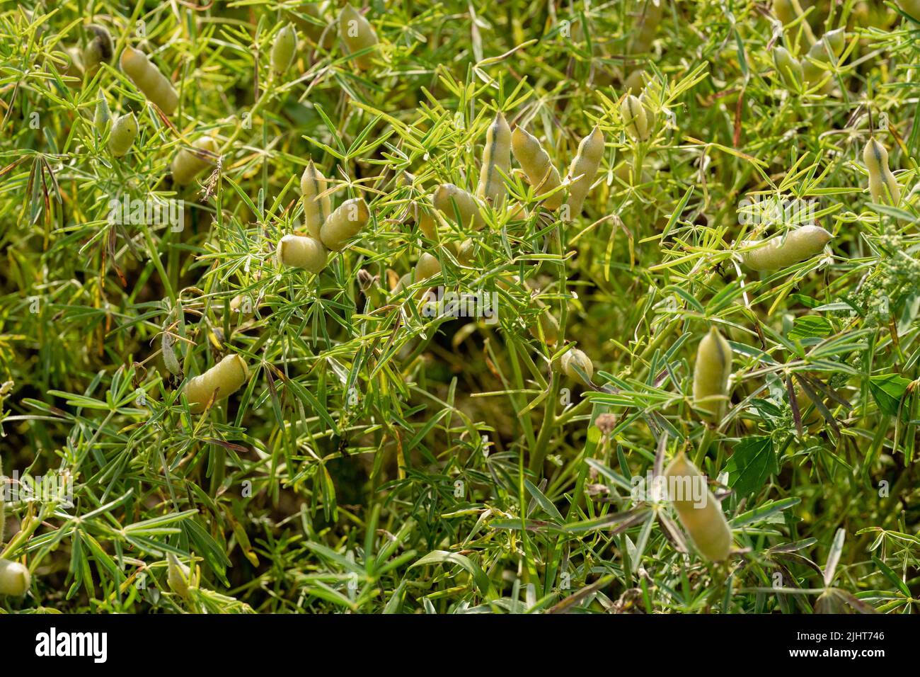 Photo of healthy Narrow-leaved Lupine field Stock Photo - Alamy