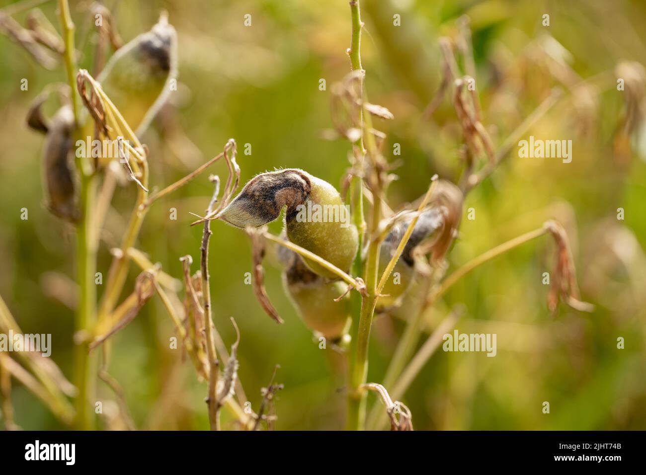Photo of Narrow-leaved Lupine pods infected by anthracnose disease ...