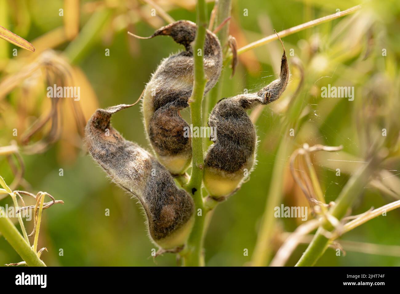Photo of Narrow-leaved Lupine pods infected by anthracnose disease ...