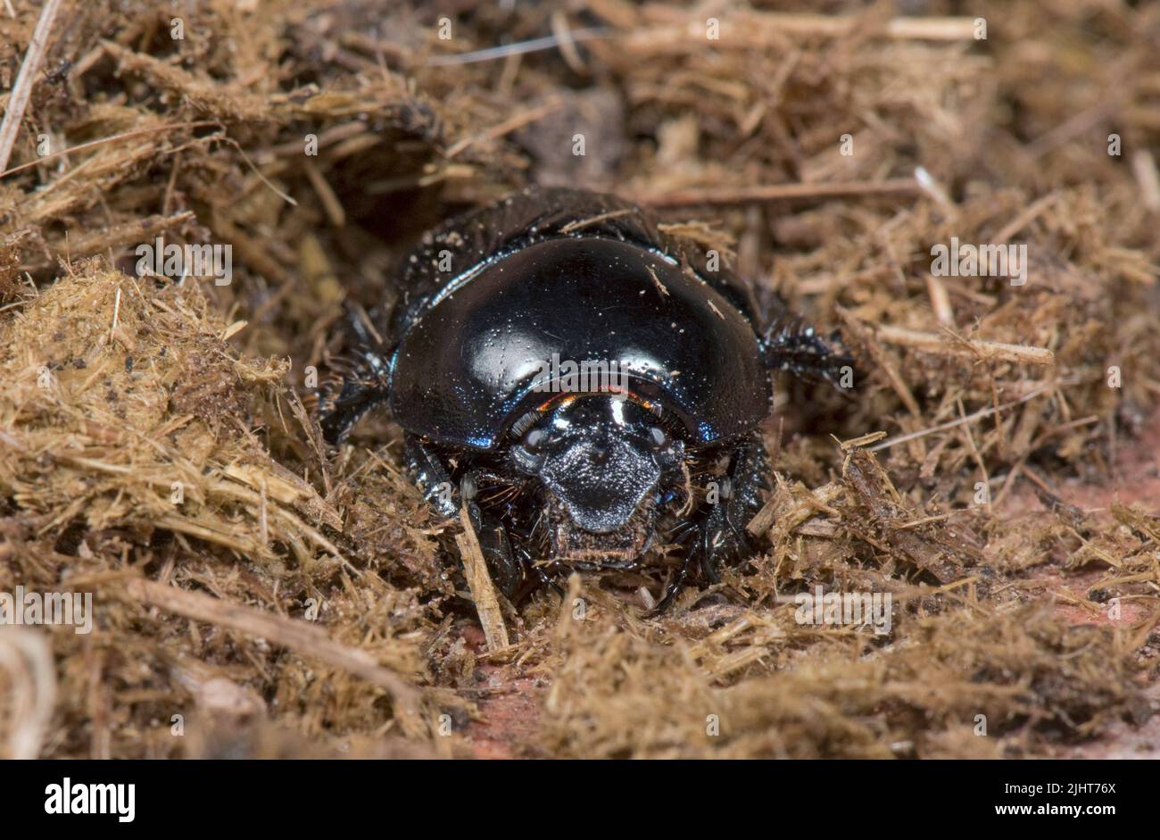 Dor beetle or dung beetle (Geotrupes stercorarius) adult beetle on ...