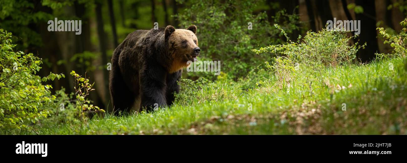 Brown bear approaching in forest in panoramic shot Stock Photo - Alamy