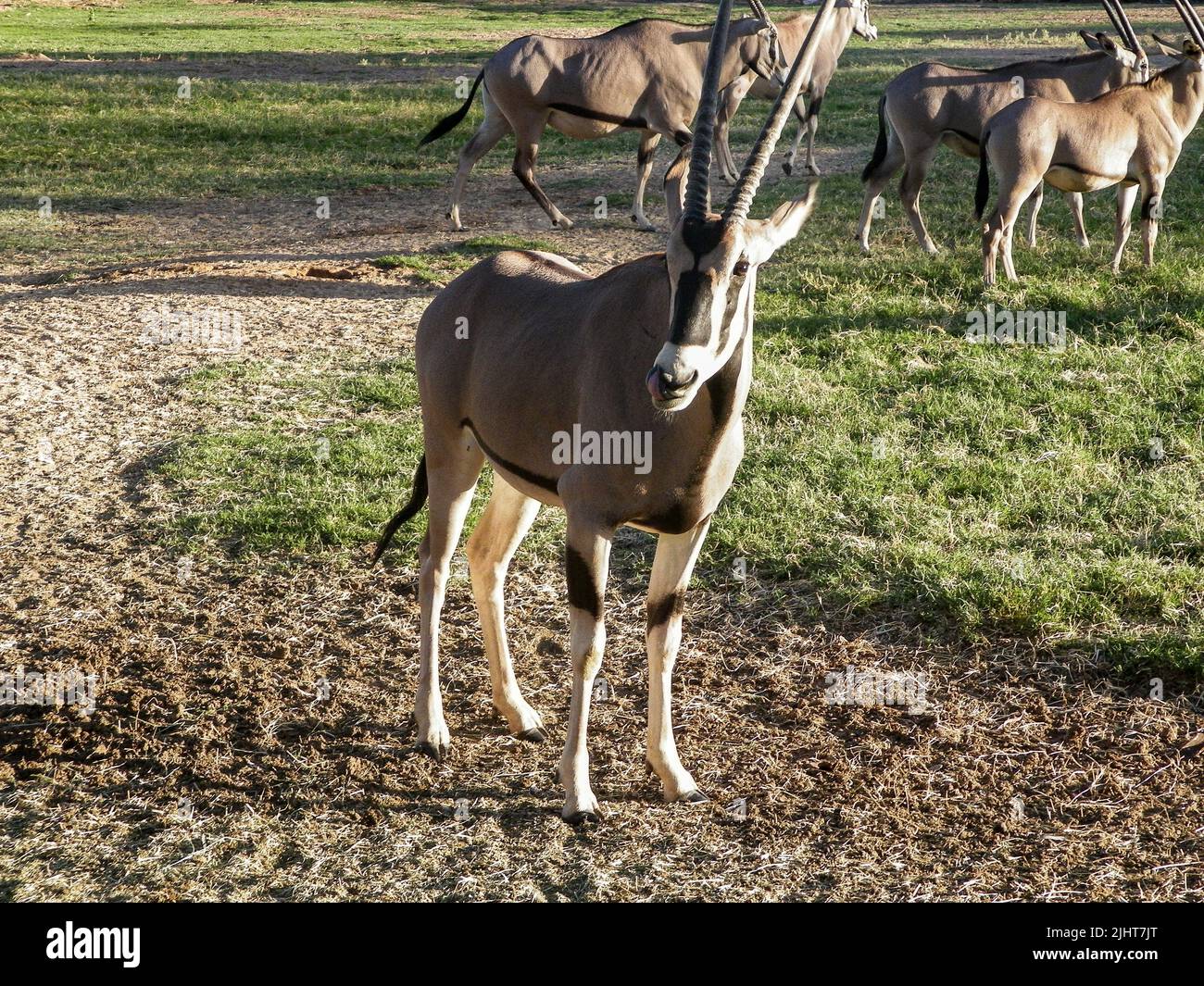 A group of Antelopes standing on a path on a sunny day Stock Photo - Alamy