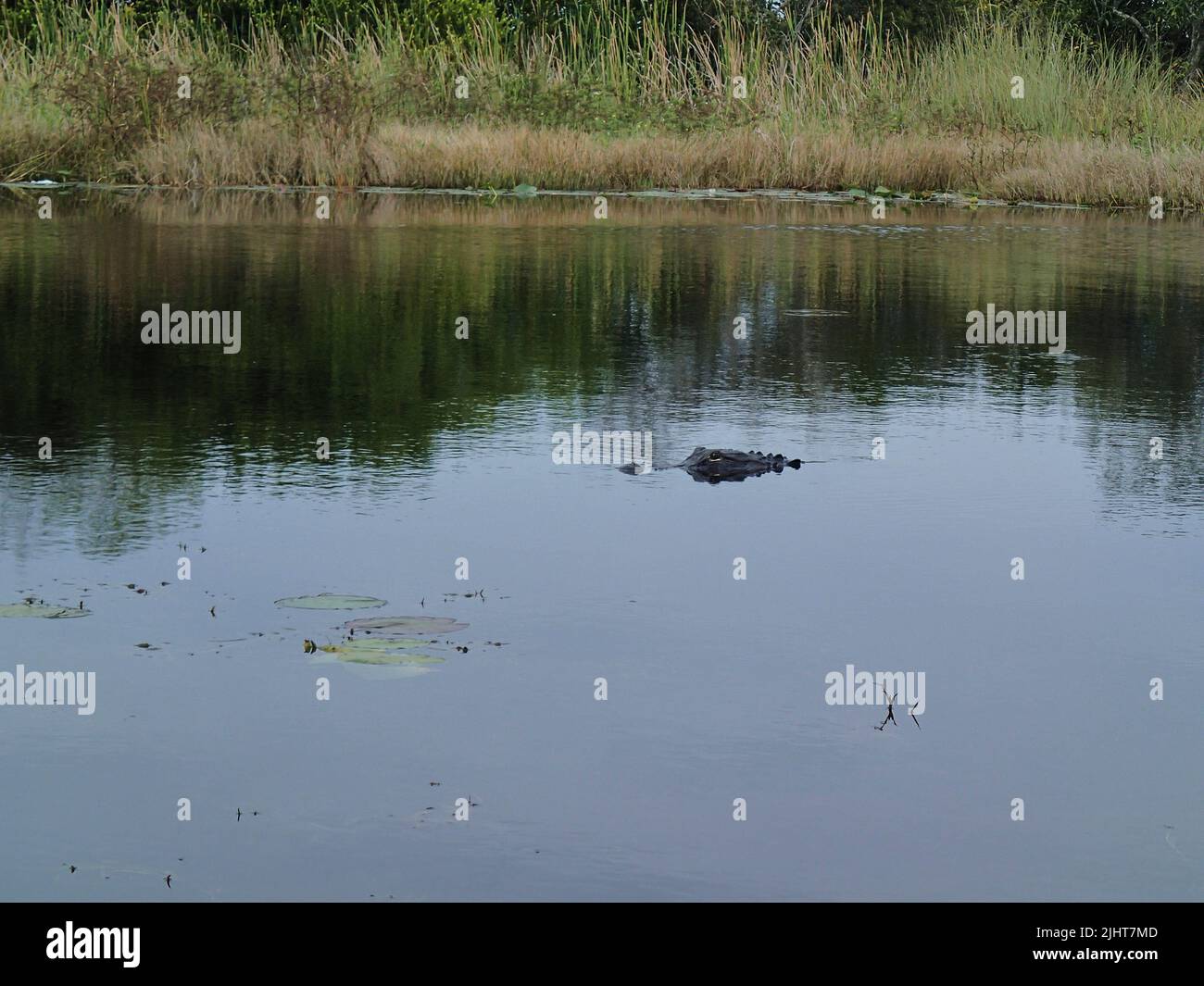 Alligator lying in the swamps of the Everglades in Florida, USA Stock ...