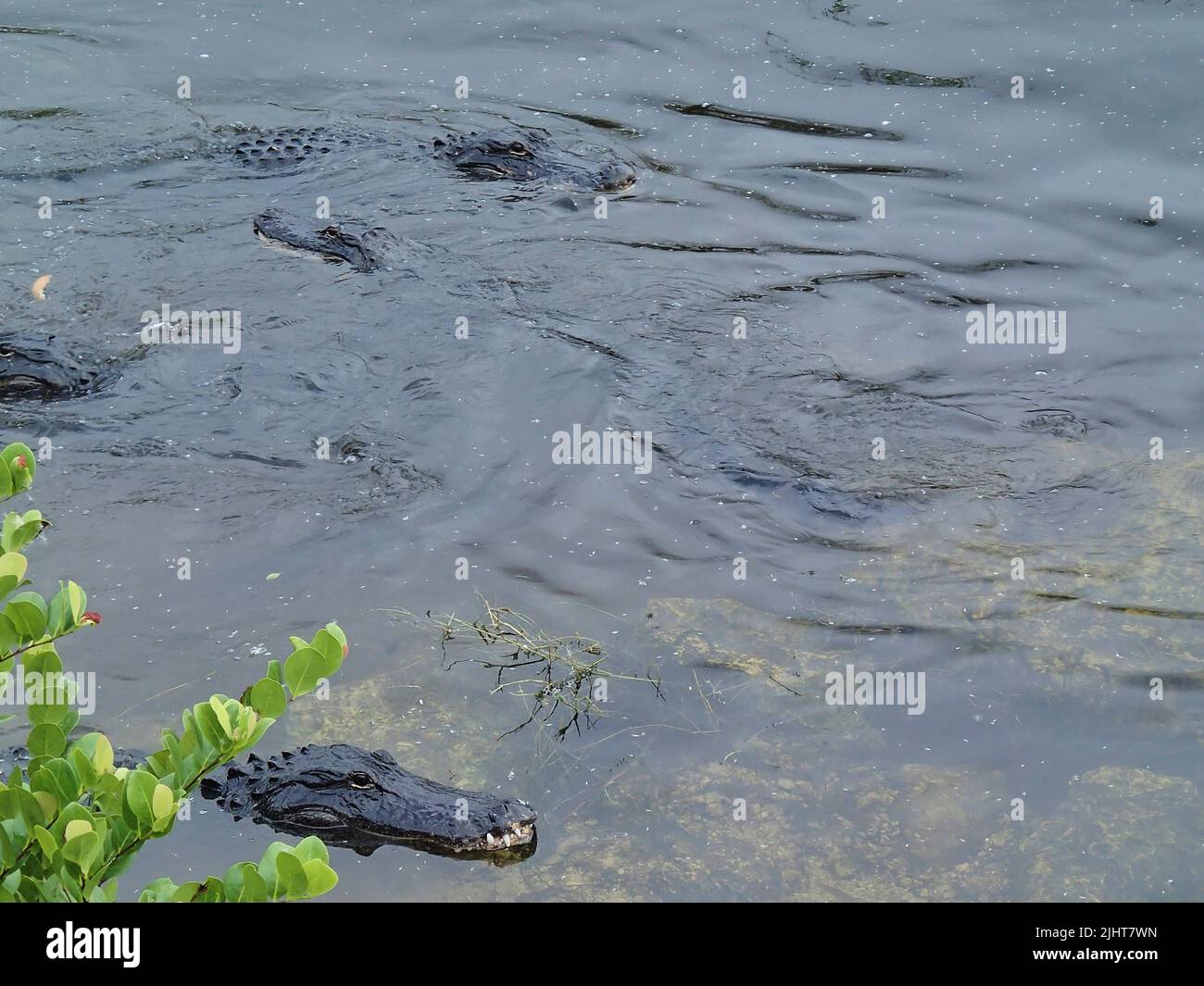Alligator lying in the swamps of the Everglades in Florida, USA Stock ...