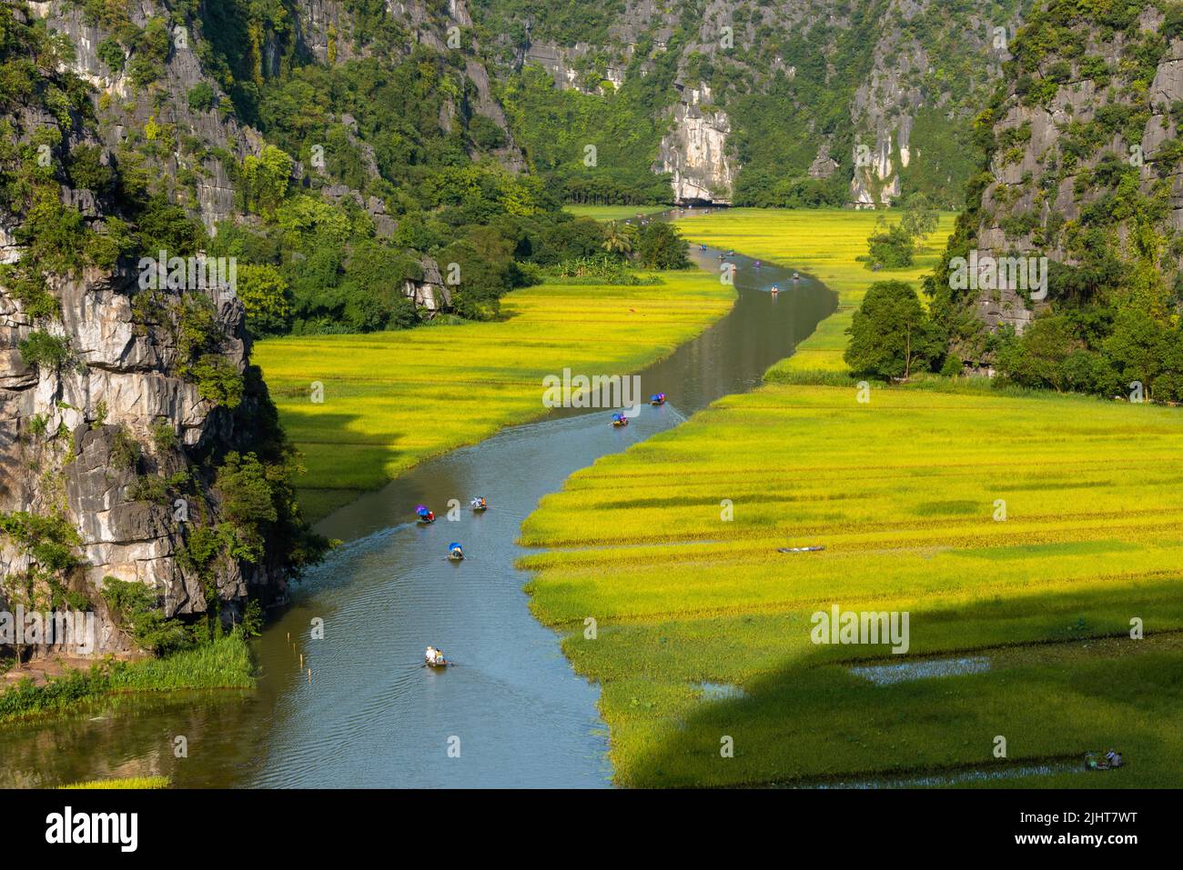Yellow rice field on Ngo Dong river in Tam Coc Bich Dong from mountain ...