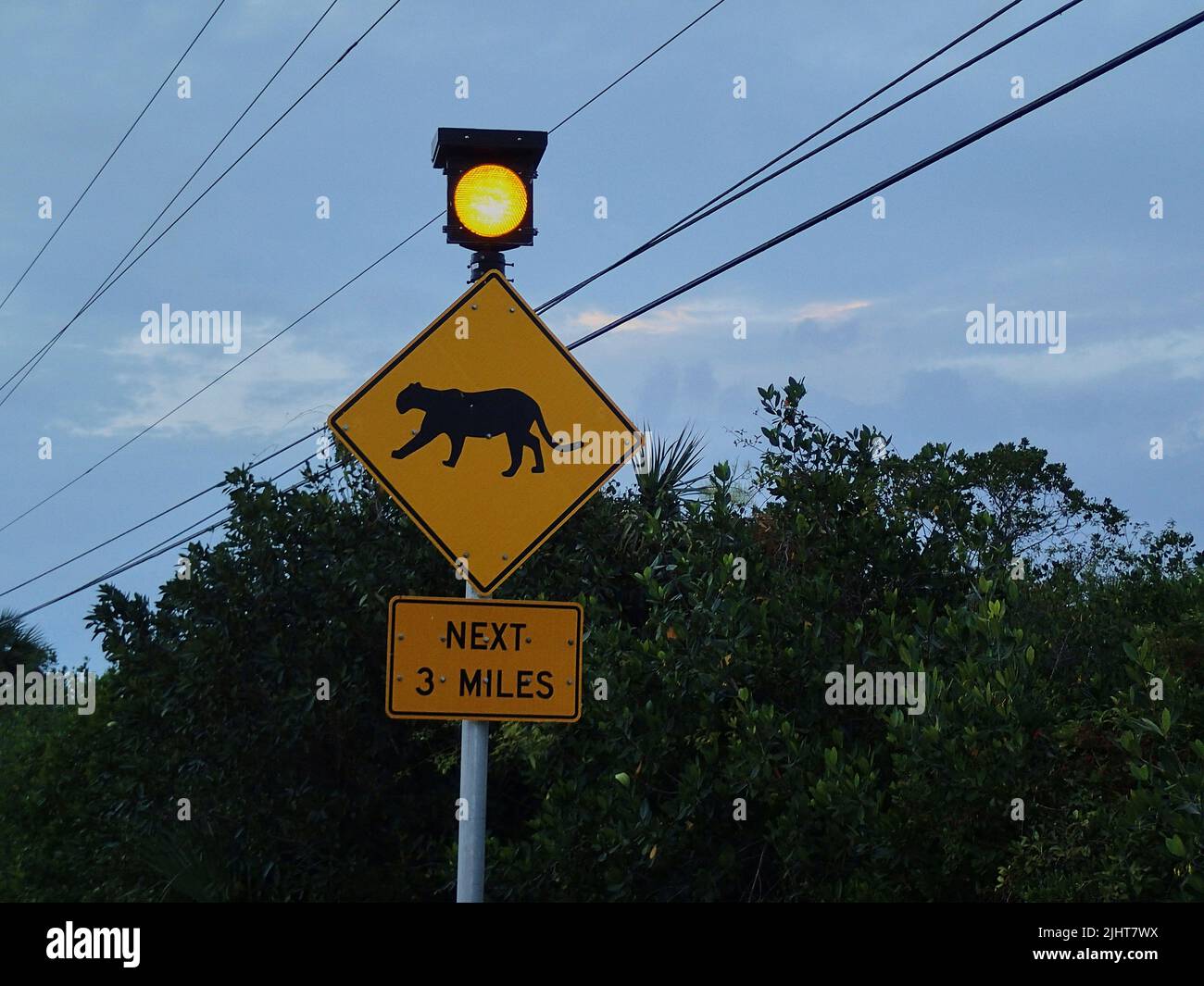 black and yellow traffic sign of a puma, mountain lion, cougar Stock ...