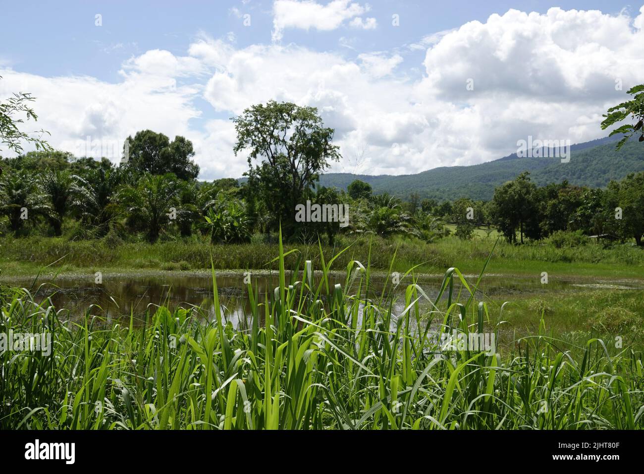 A small pond in the field hidden behind lush green grass and trees ...