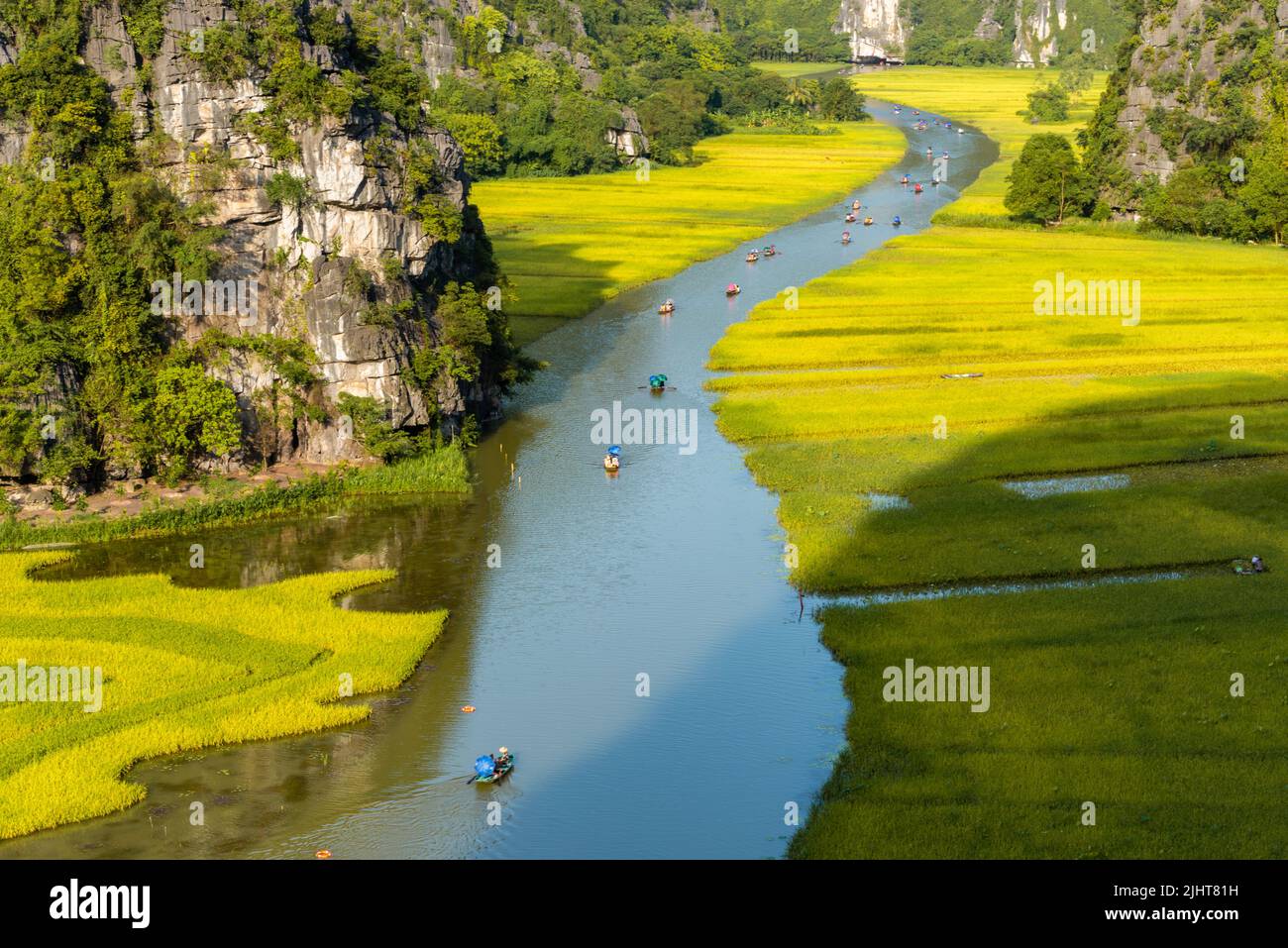 Yellow rice field on Ngo Dong river in Tam Coc Bich Dong from mountain ...