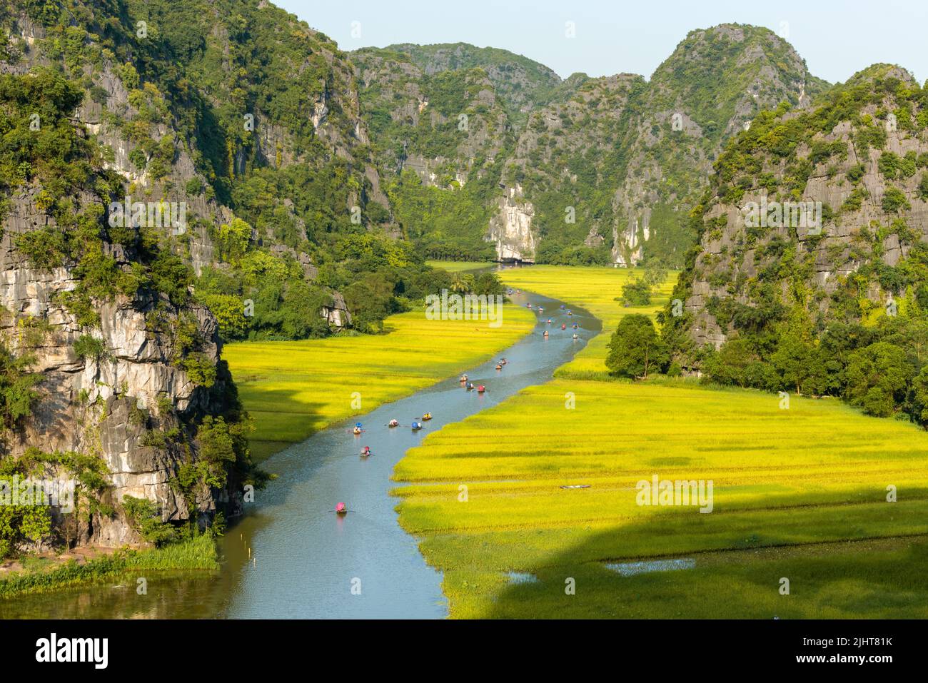 Yellow rice field on Ngo Dong river in Tam Coc Bich Dong from mountain ...