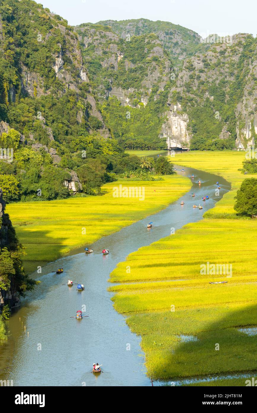 Yellow rice field on Ngo Dong river in Tam Coc Bich Dong from mountain ...