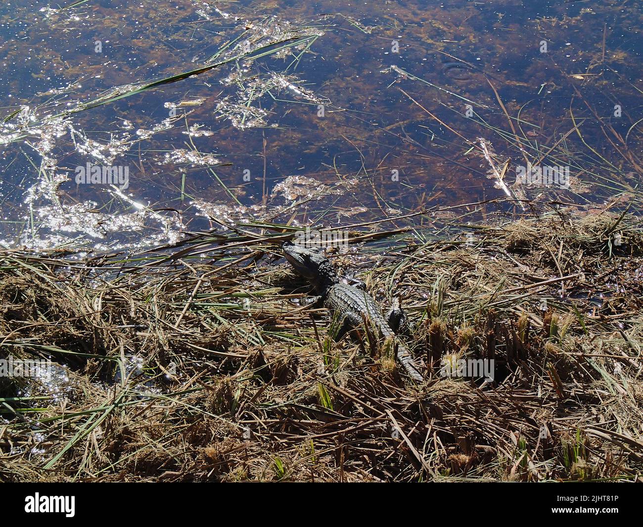 Alligator lying in the swamps of the Everglades in Florida, USA Stock ...