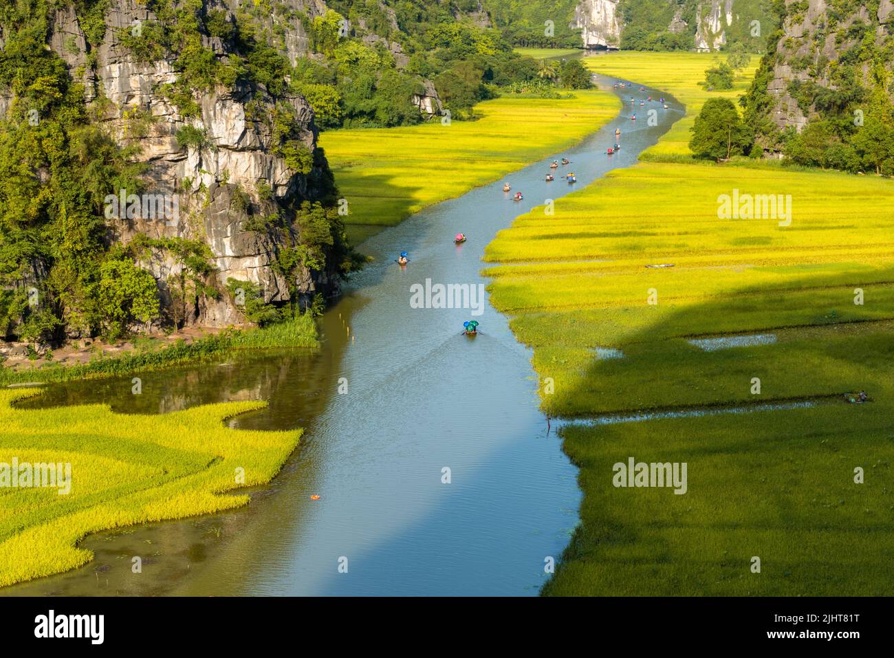 Yellow rice field on Ngo Dong river in Tam Coc Bich Dong from mountain ...