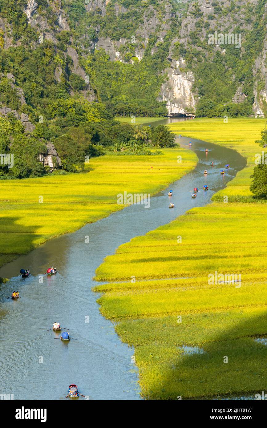 Yellow rice field on Ngo Dong river in Tam Coc Bich Dong from mountain ...