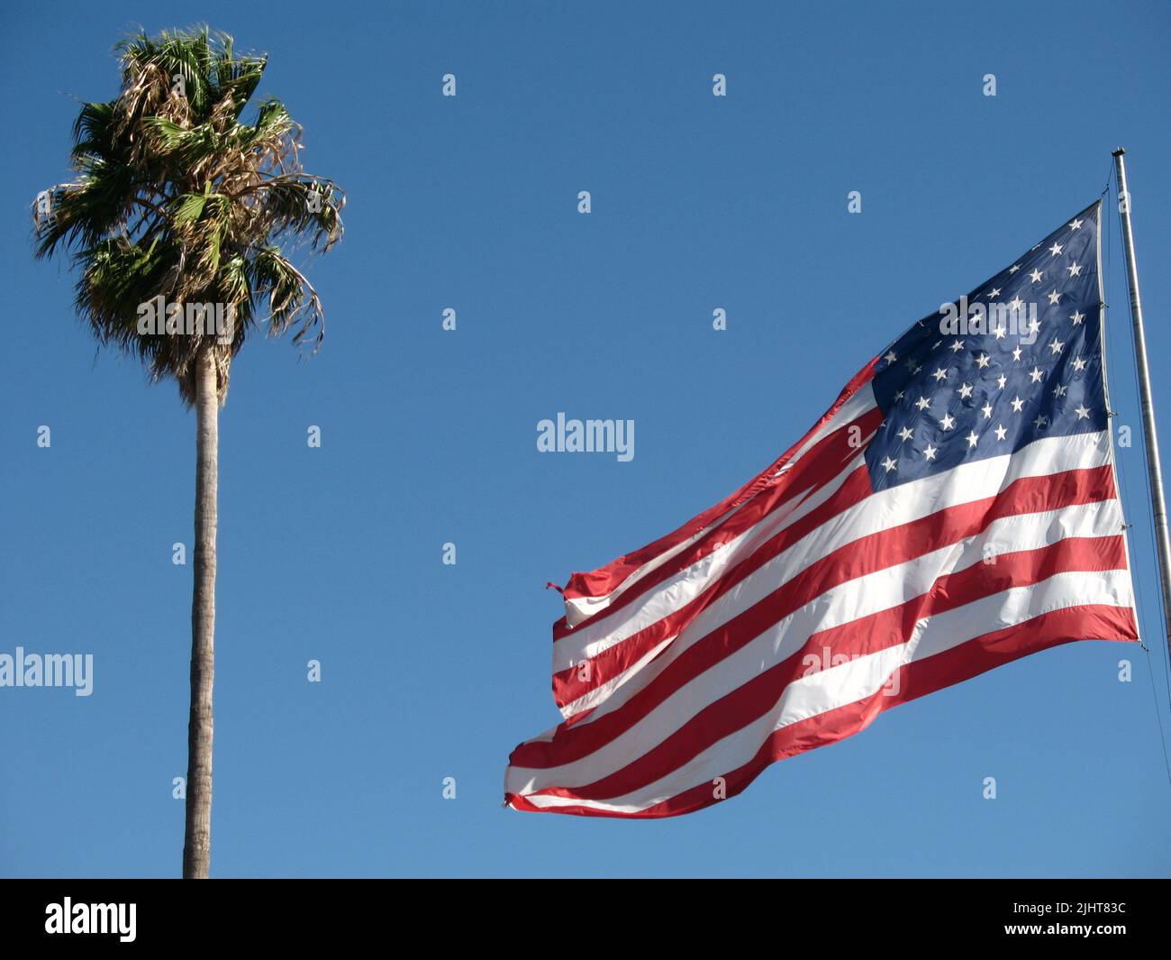 American flag flying with a tall palm tree in the background Stock ...