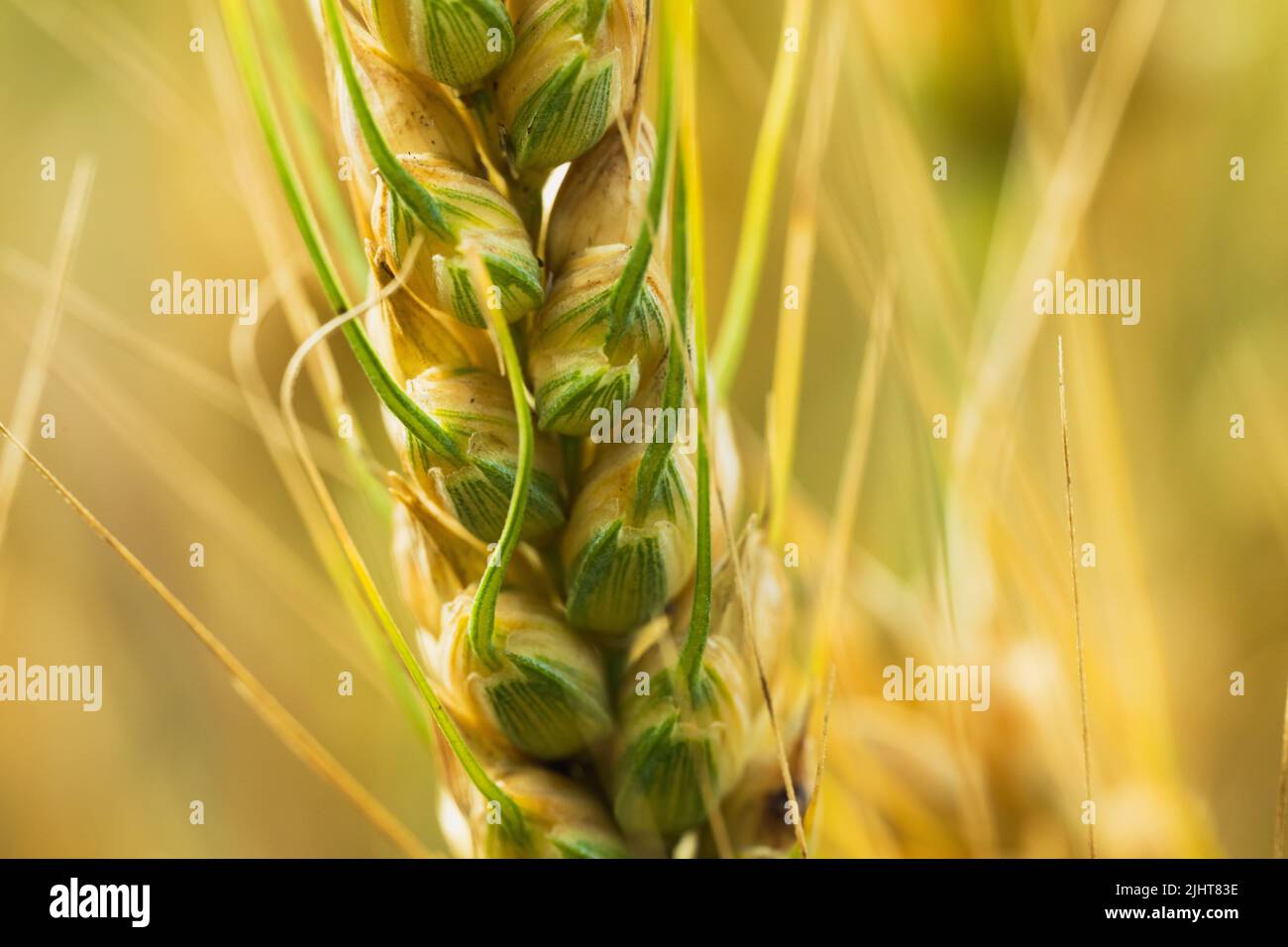 Closeup photo of durum wheat spikelets in the foreground with long ...