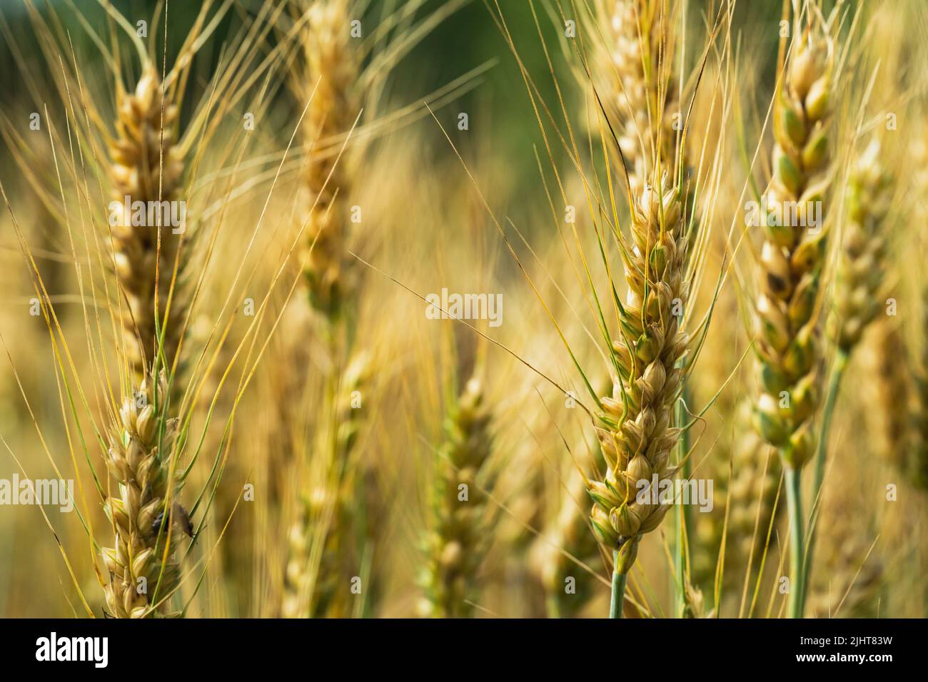 Photo of several durum wheat spikelets in the foreground with long ...