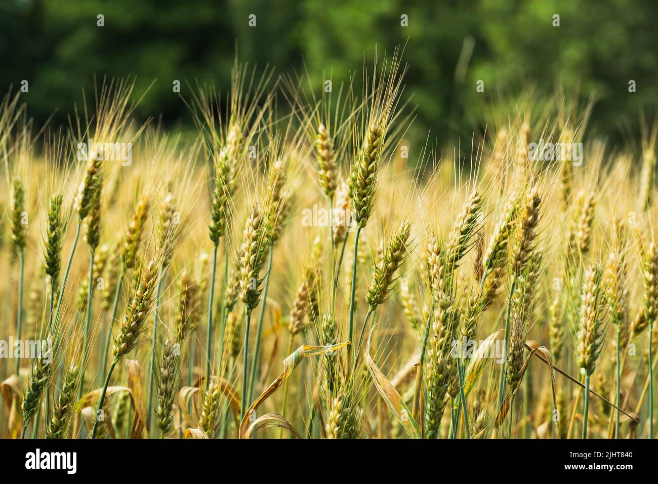 Photo of durum wheat field in the foreground, beautiful green ...