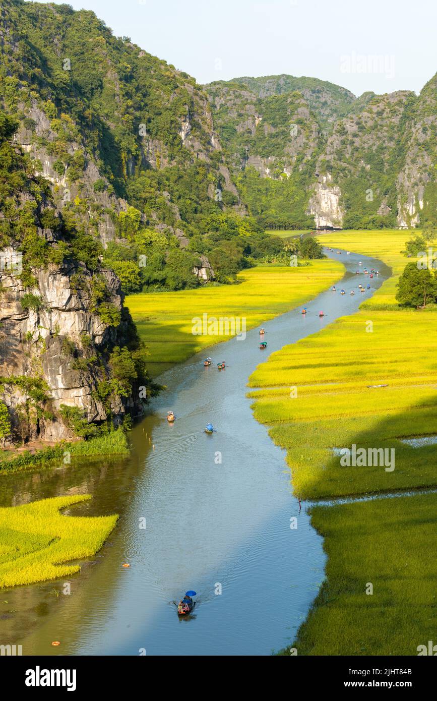 Yellow rice field on Ngo Dong river in Tam Coc Bich Dong from mountain ...