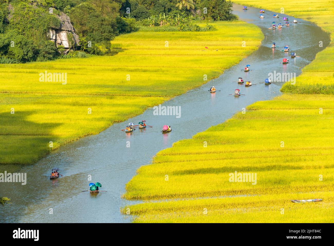 Yellow rice field on Ngo Dong river in Tam Coc Bich Dong from mountain ...