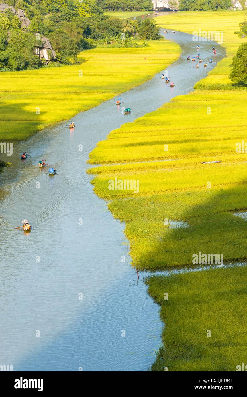 Yellow rice field on Ngo Dong river in Tam Coc Bich Dong from mountain ...