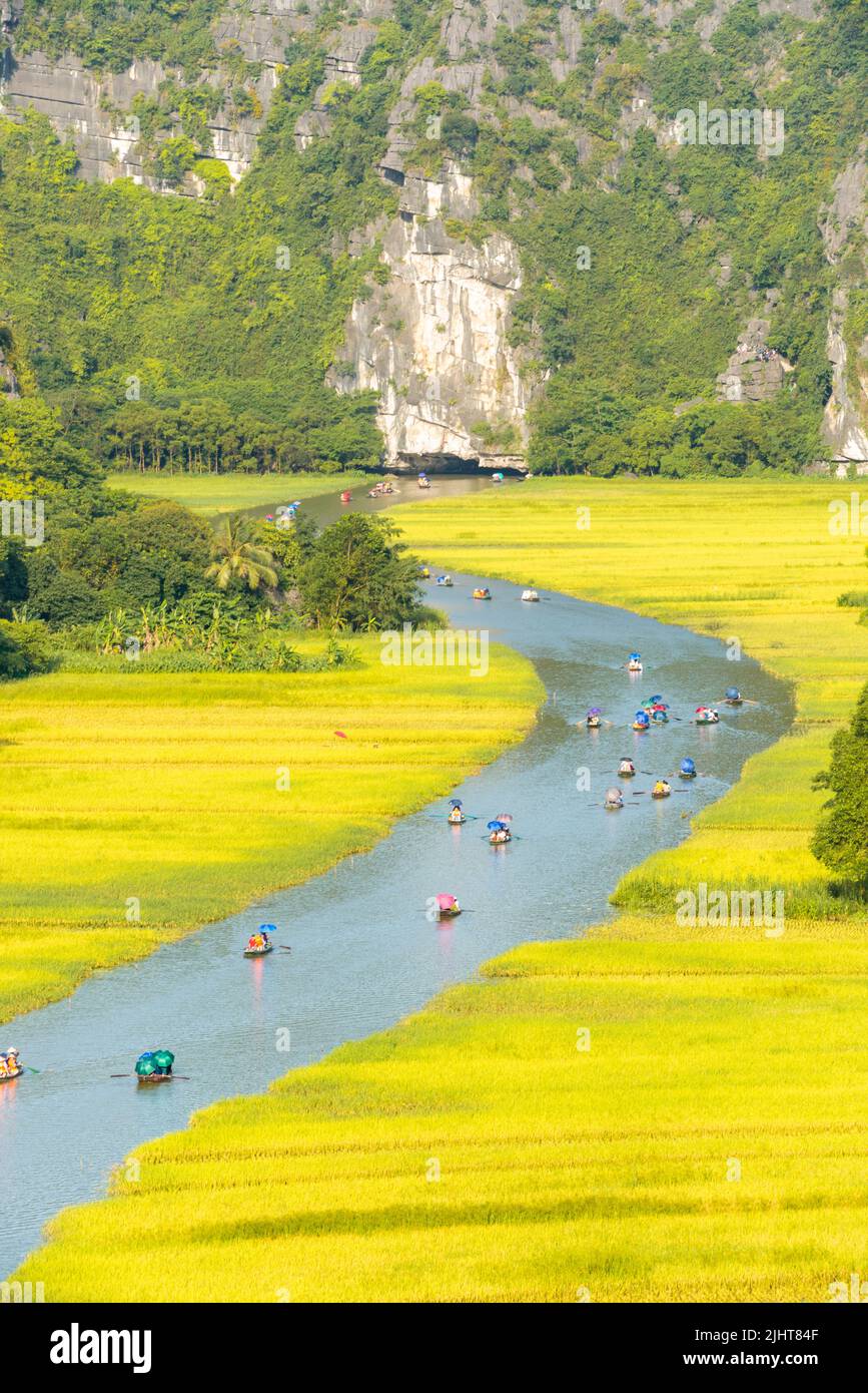 Yellow rice field on Ngo Dong river in Tam Coc Bich Dong from mountain ...