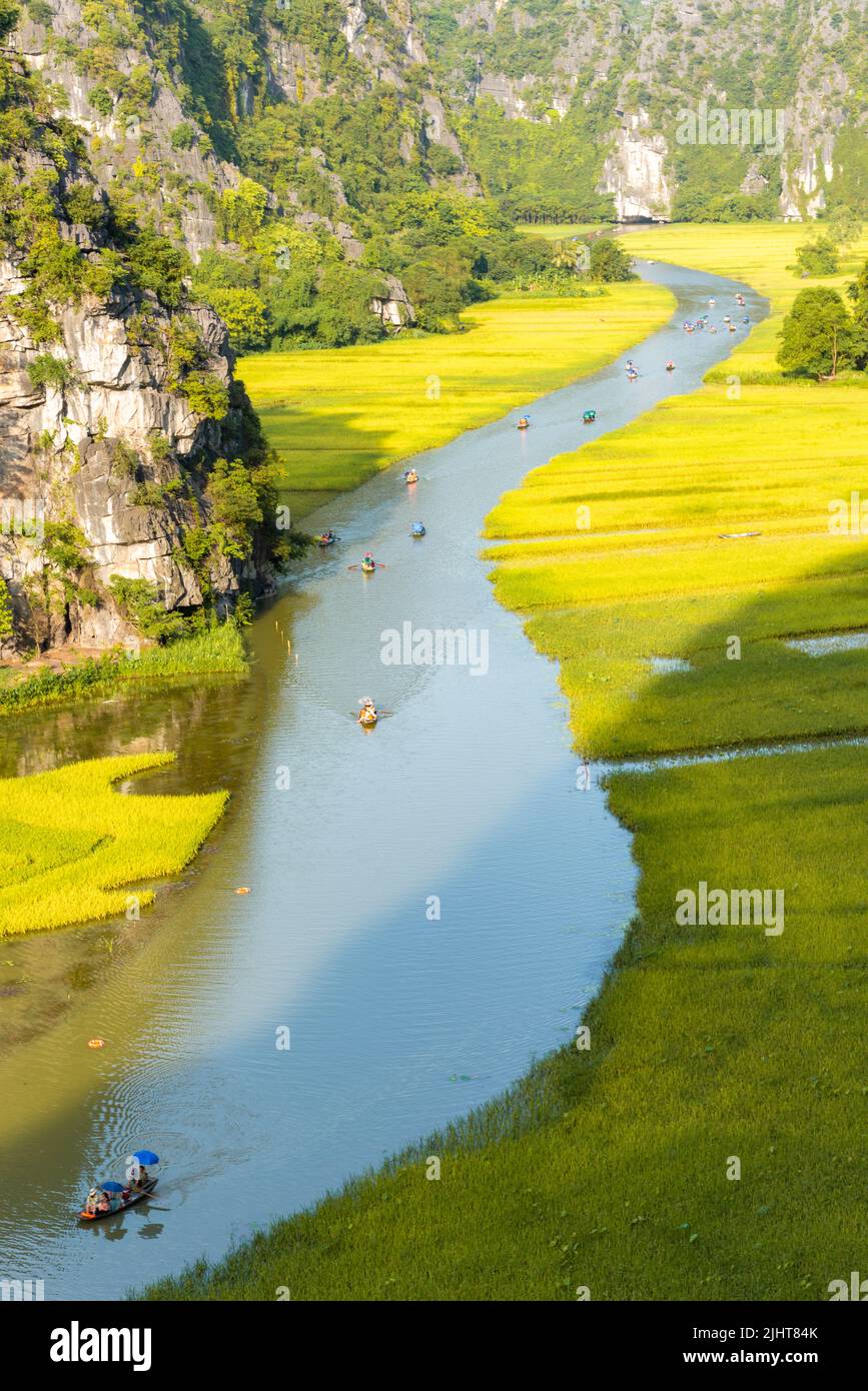 Yellow rice field on Ngo Dong river in Tam Coc Bich Dong from mountain ...