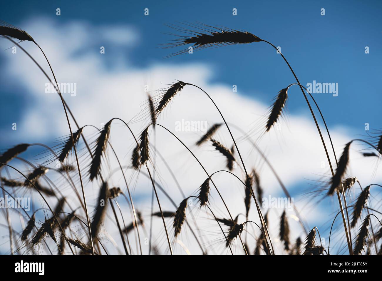 Photo of (Triticum polonicum) Polish Wheat In The Field. The plant is ...