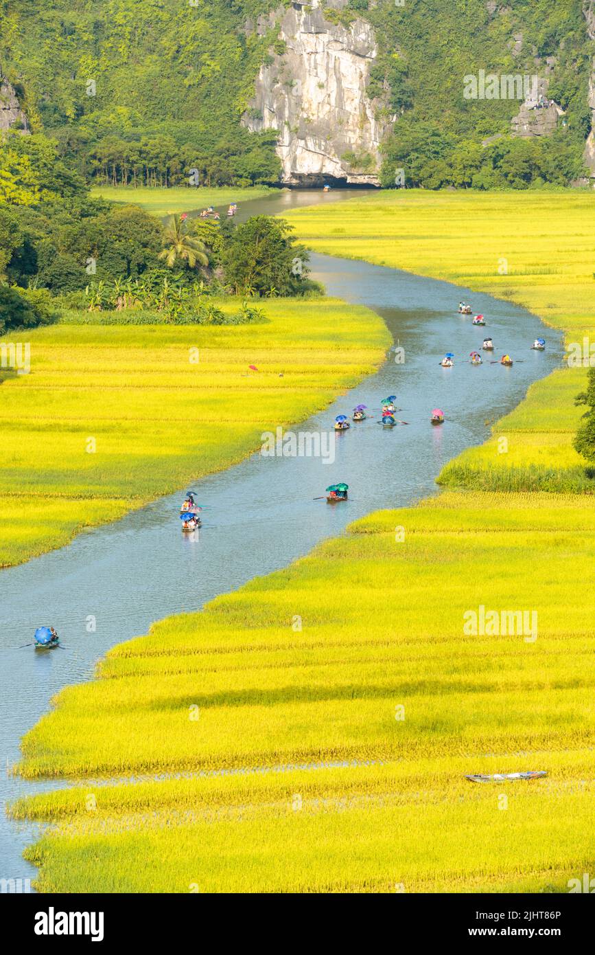 Yellow rice field on Ngo Dong river in Tam Coc Bich Dong from mountain ...